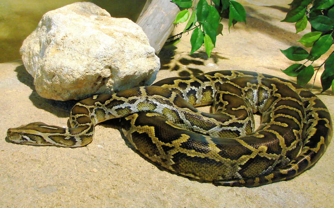 python-molurus - Mi Devocional