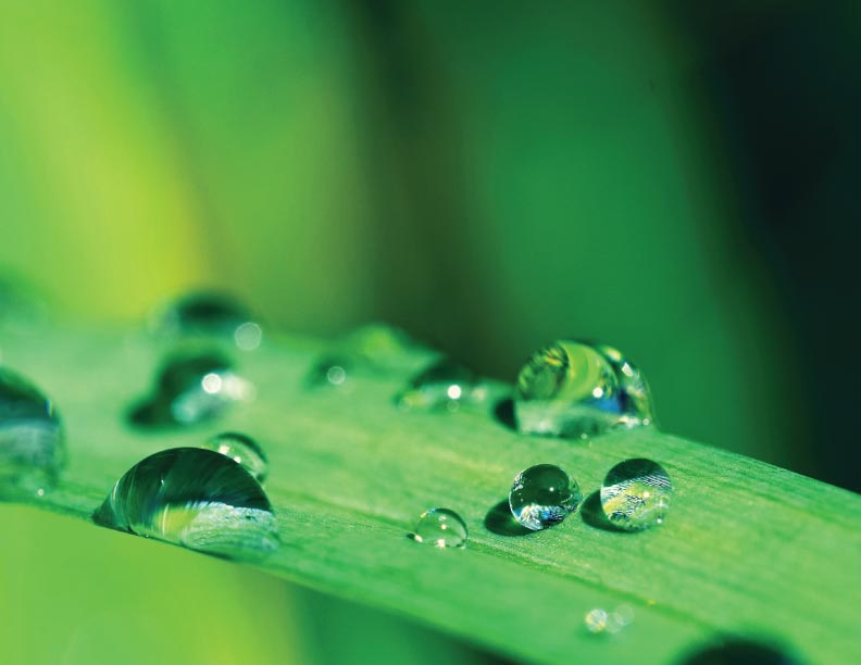 Como el rocío - Mi Devocional