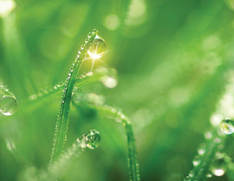 Como gotas de rocío - Mi Devocional