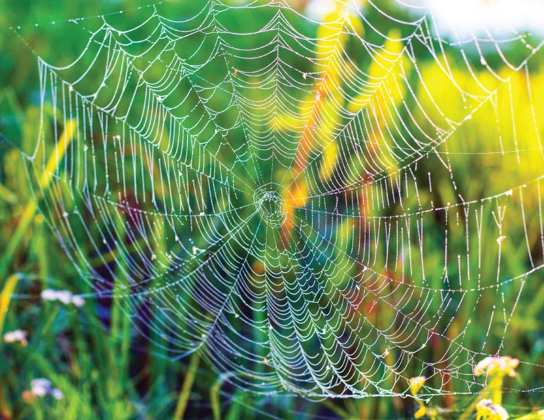 Una gran telaraña - Mi Devocional